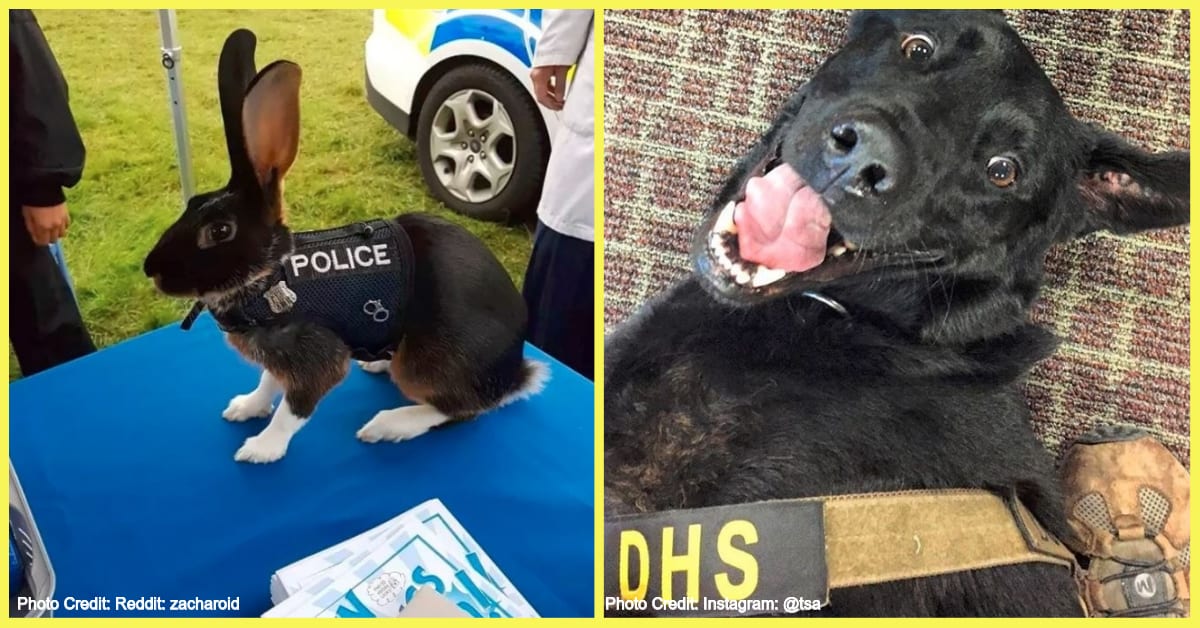 10+ Employed Animals Who Definitely Deserve a Promotion