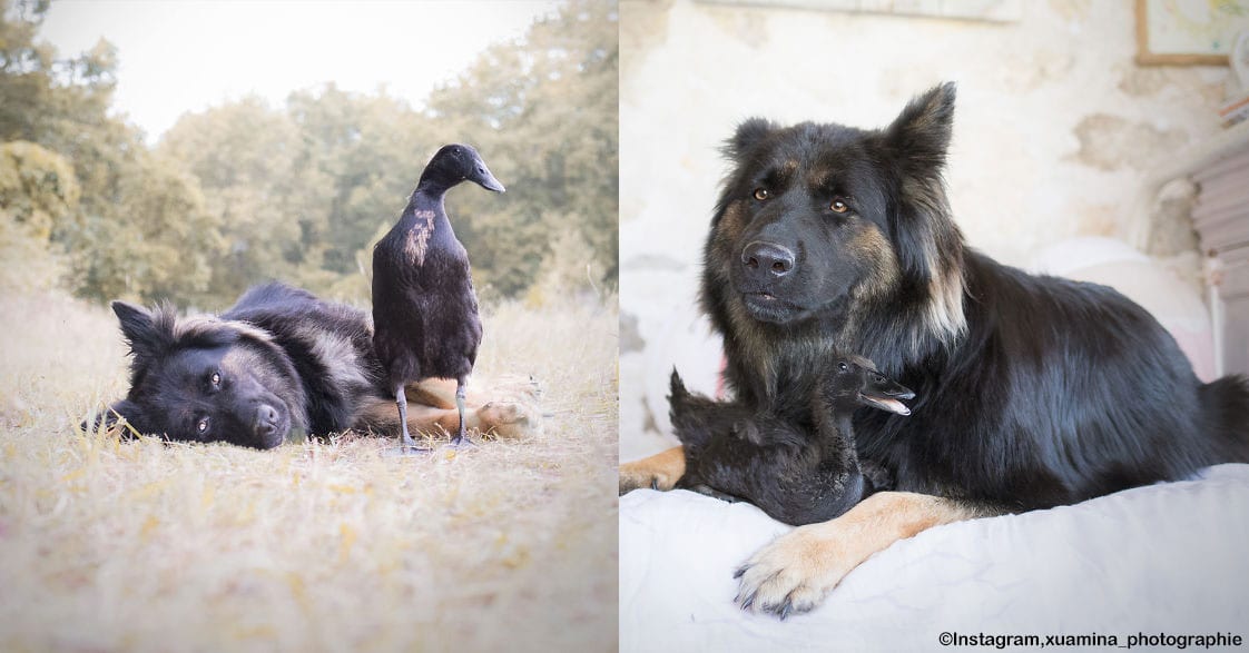 Woman Photographs the Special Bond Between Her Dog and Her Duck
