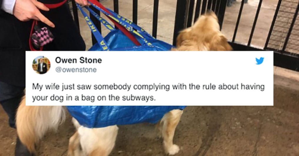 10+ Dog Posts That Will Bring You Joy