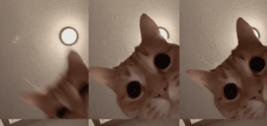 17-Year-Old's Cat Dancing Video Is Taking Over The Internet