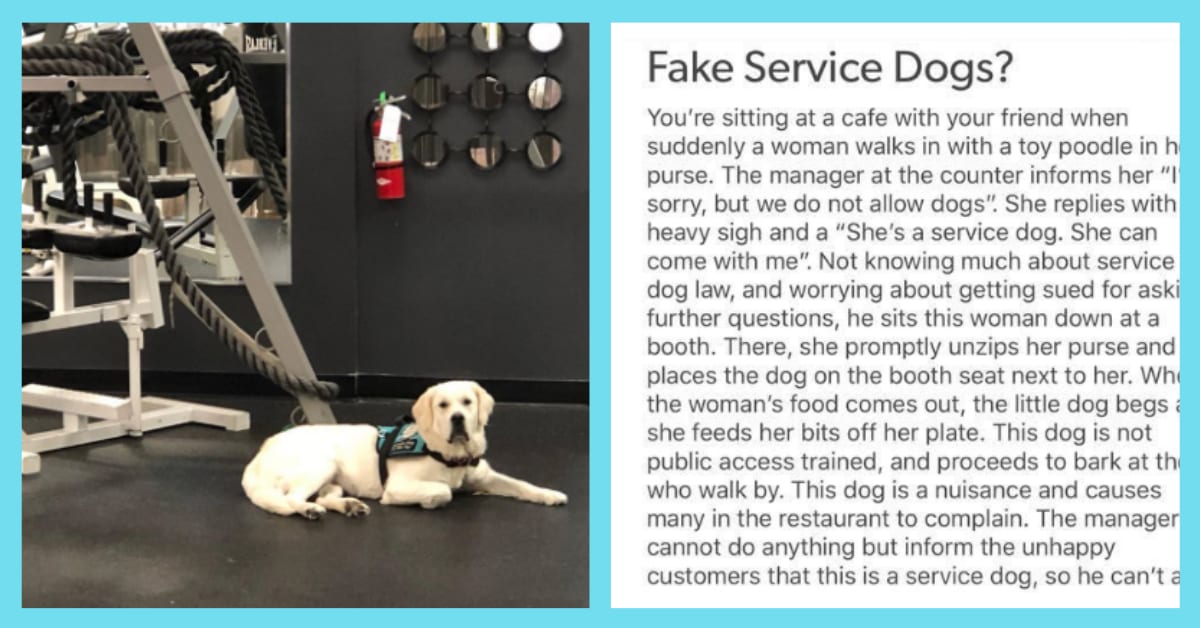 Tumblr User Explains Why F*ke Service Dogs Are Causing Problems For ...