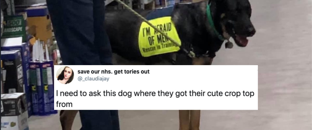 12 Funny Dog Tweets And Videos That We Found And We Love