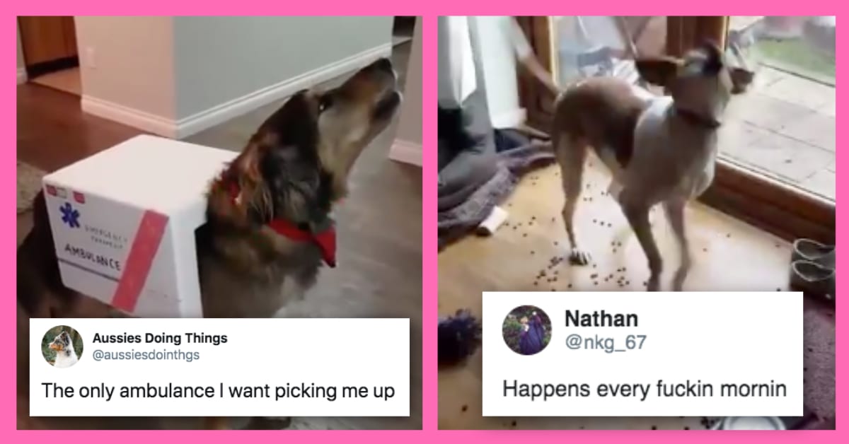 15 of the Year's Best Tweets About our Doggo Friends