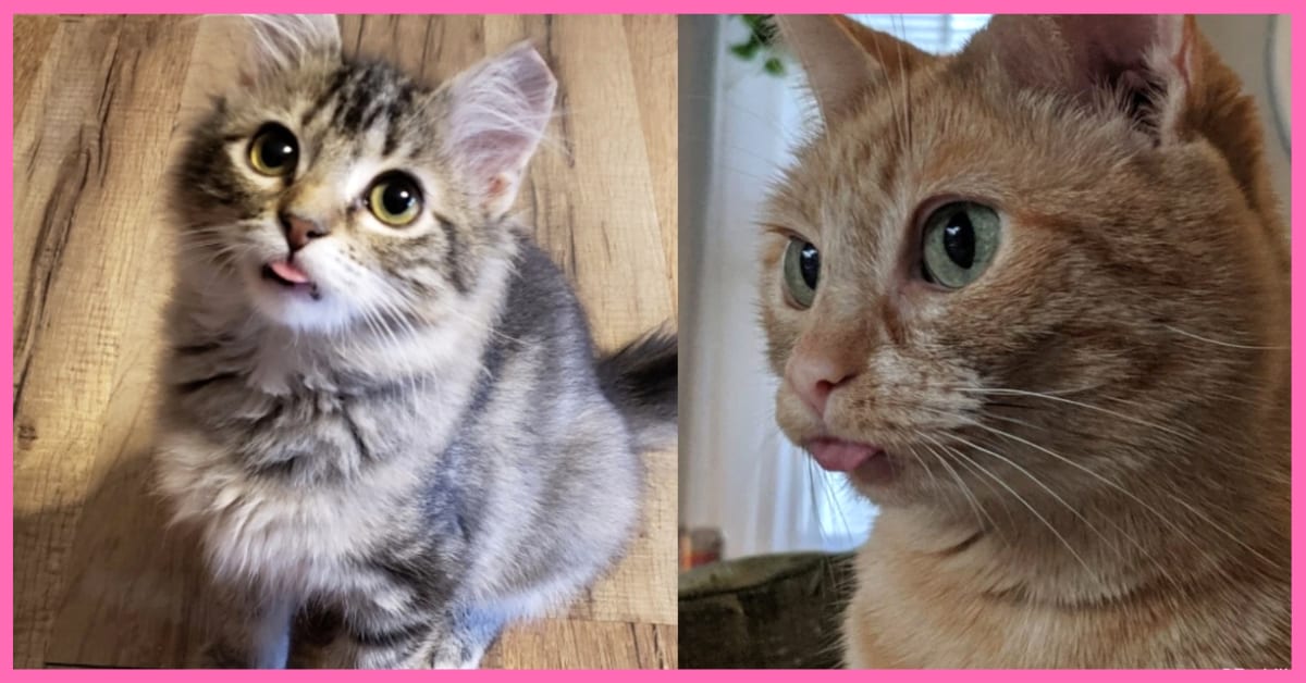 10 of the Cutest Cat Bleps that Might Warm Your Heart