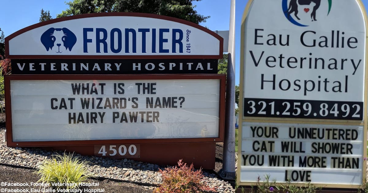 These 10 Vet Clinics Are on the Job With Their Hilarious Cat Signs