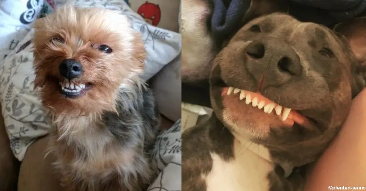 People Are Sharing Their Favorite Photos Of Their Dog Smiling