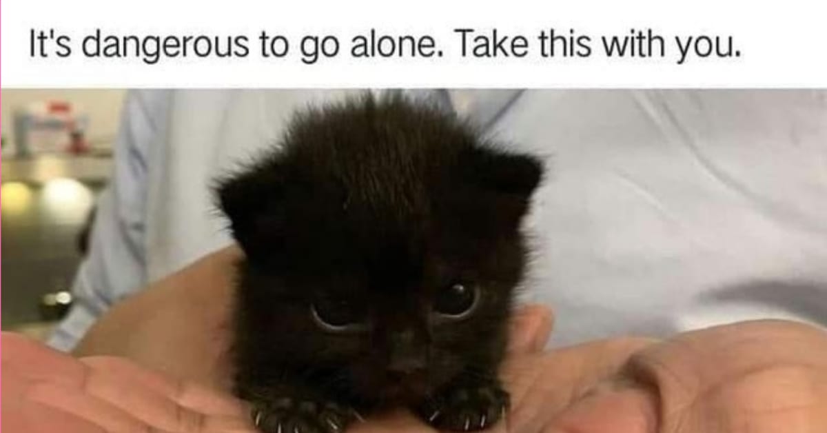 13 Purrfectly Adorable Cat Memes for Your Day