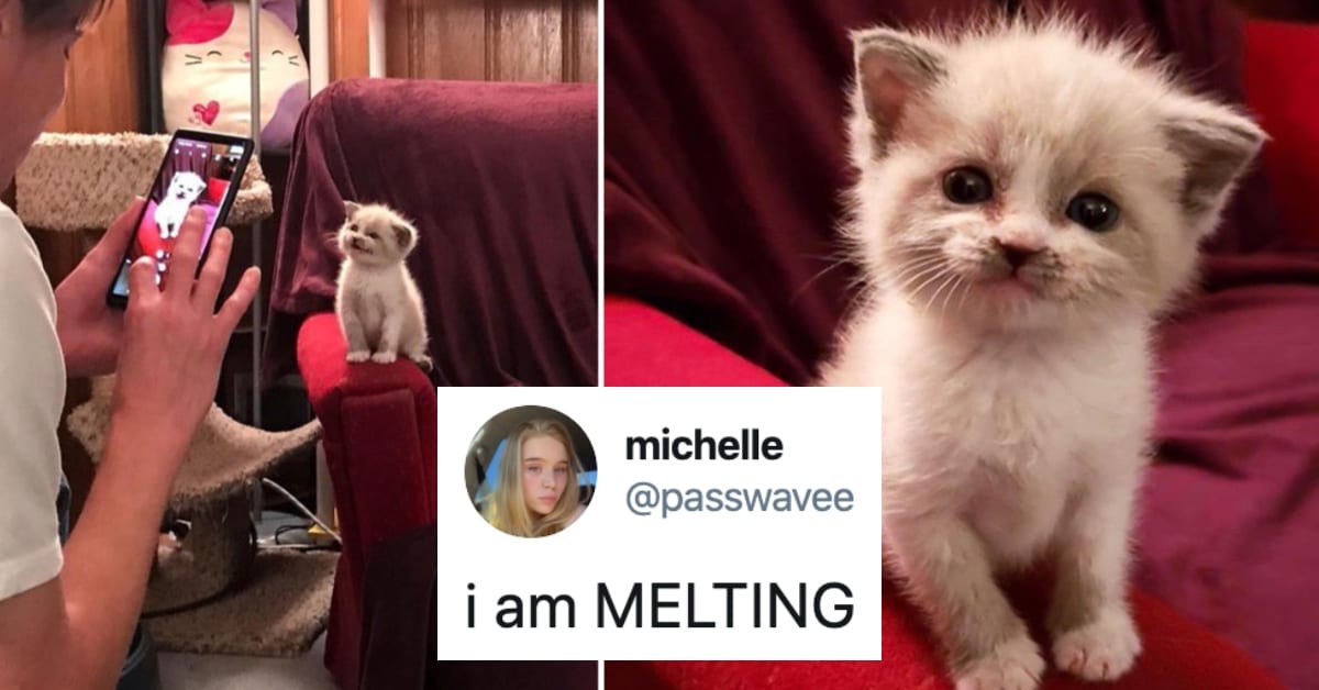 15 Wholesome Animal Tweets to Brighten Your Day