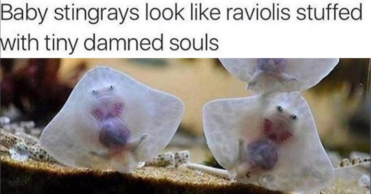 13 Nature Memes and What They Can Teach Us