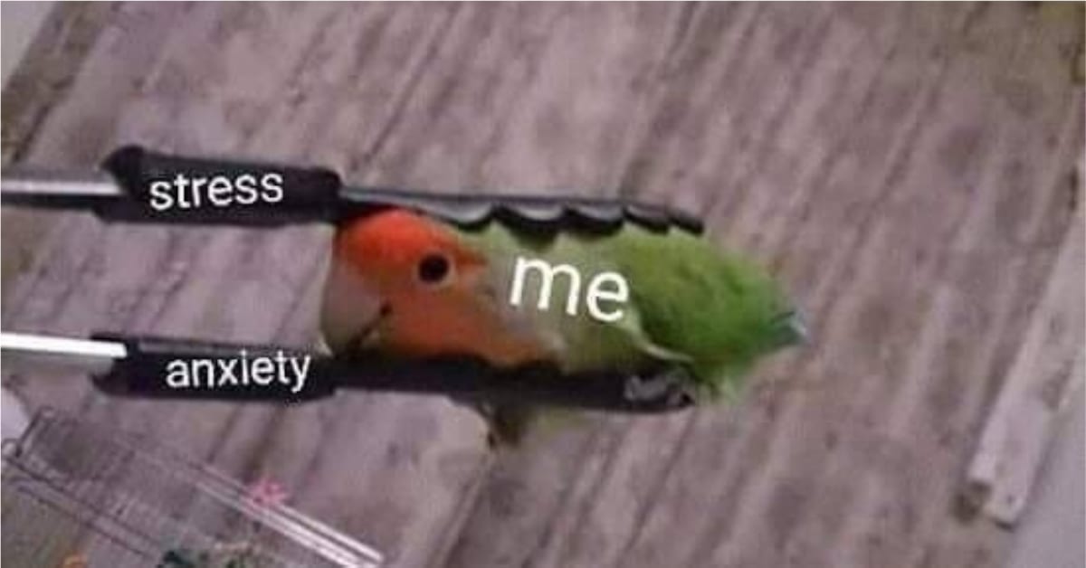 15 Memes to Take the Stress Away
