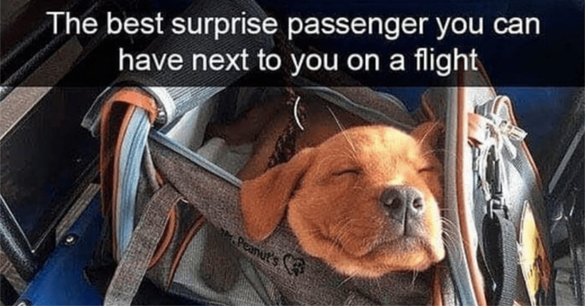 10 Positive Memes to Make You Feel Good Today