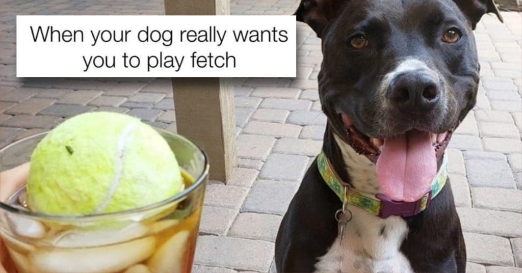 12 Memes to Prove that Pets are the Greatest