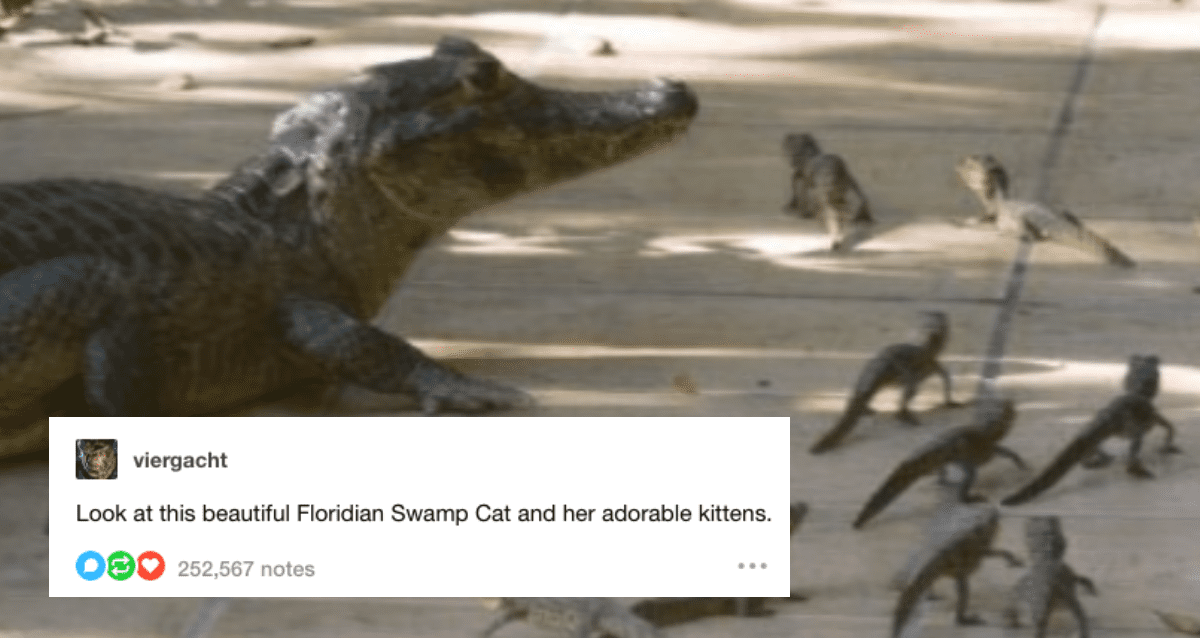 20+ Hilarious and Wholesome Tumblr Posts That You’re Gonna Love